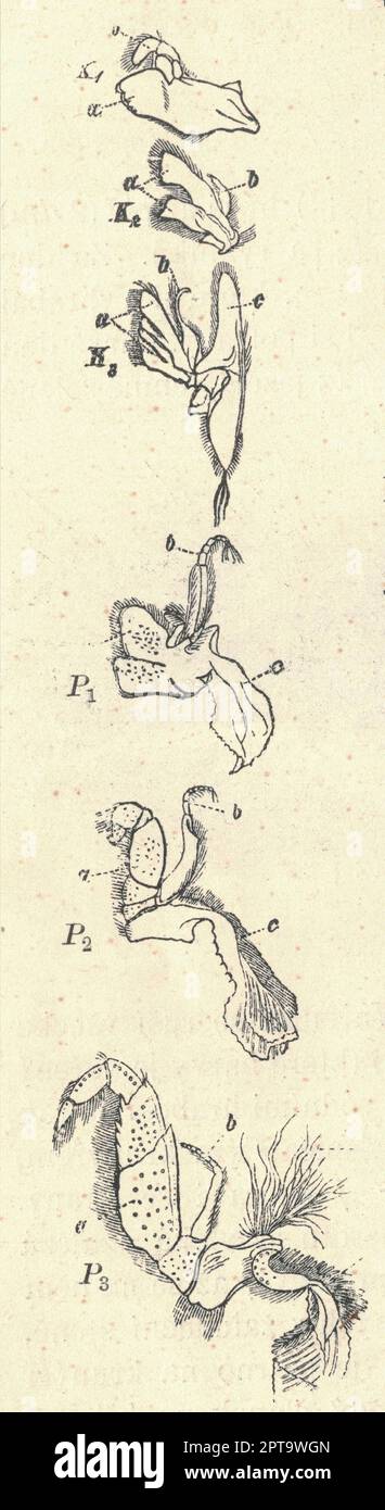 Antique engraved illustration of the crayfish (body parts). Vintage ...
