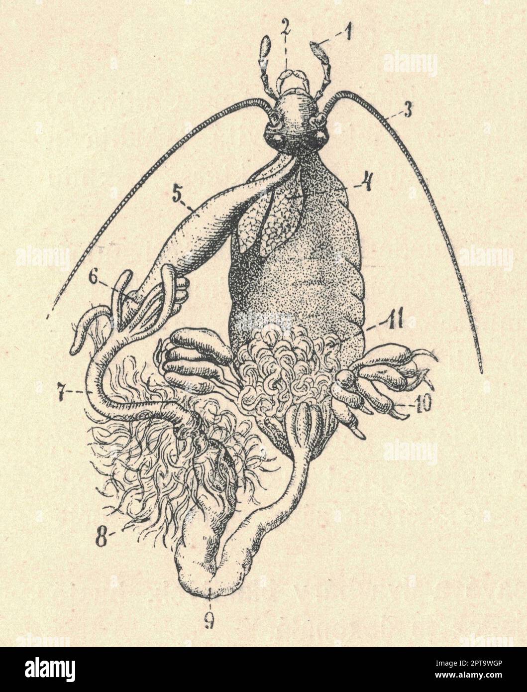 Antique engraved illustration of the cockroach viscera. Vintage ...