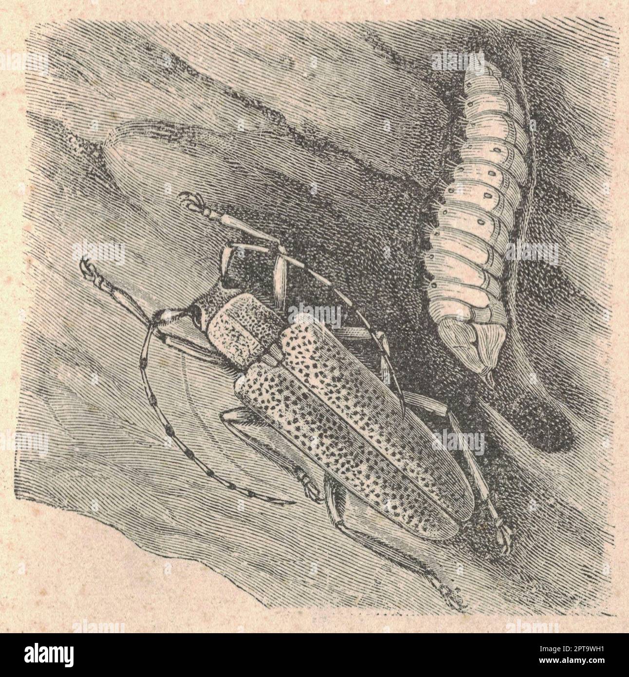 Antique engraved illustration of the longhorn beetle. Vintage ...