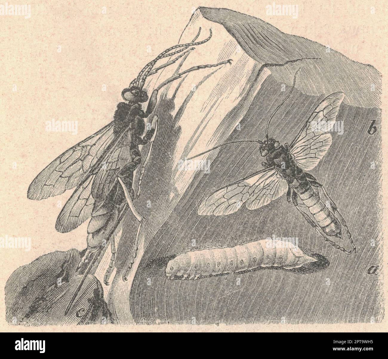 Antique engraved illustration of the giant woodwasp. Vintage ...