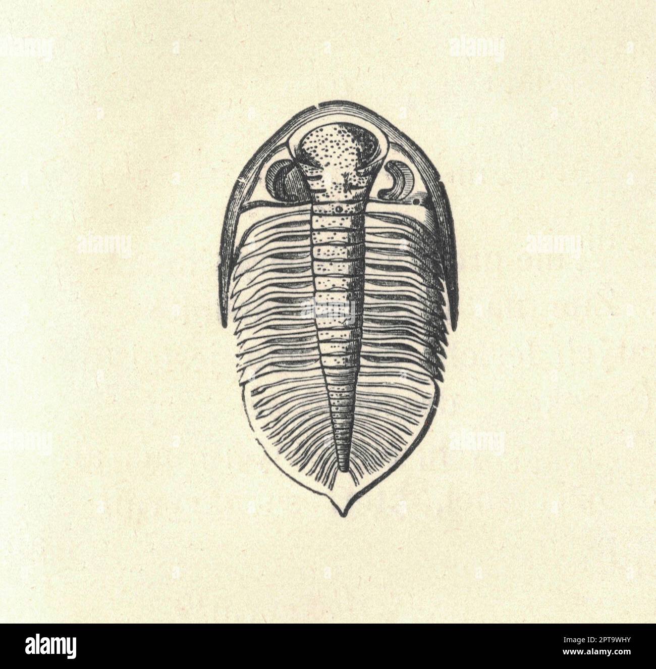 Antique engraved illustration of trilobite. Vintage illustration of the ...