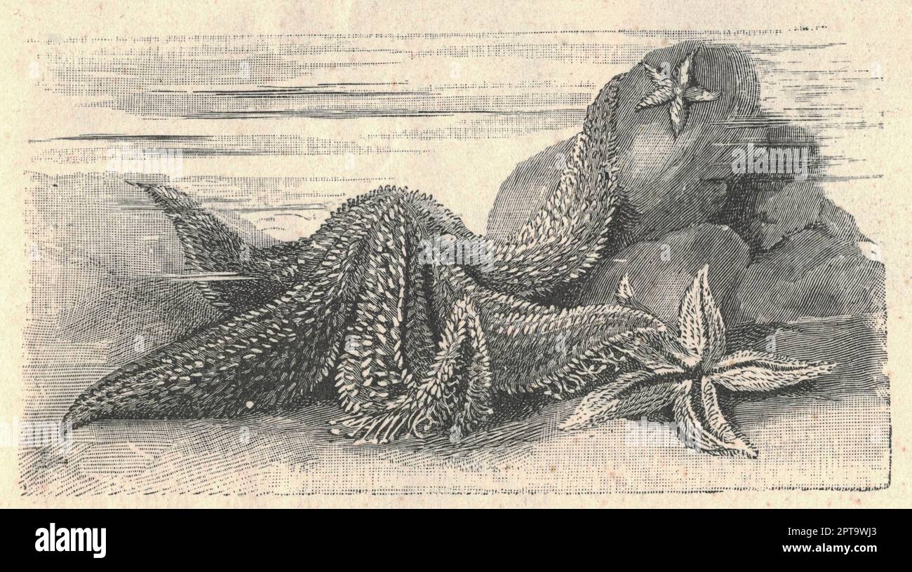 Antique engraved illustration of the common starfish. Vintage ...
