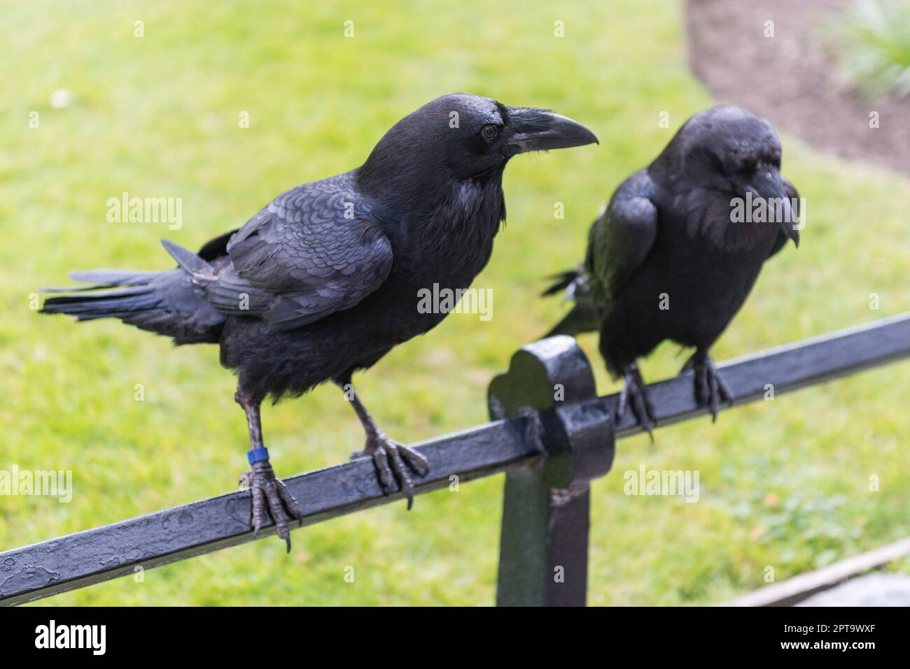 Legendary ravens of the Tower of London, England, UK. According to the ...