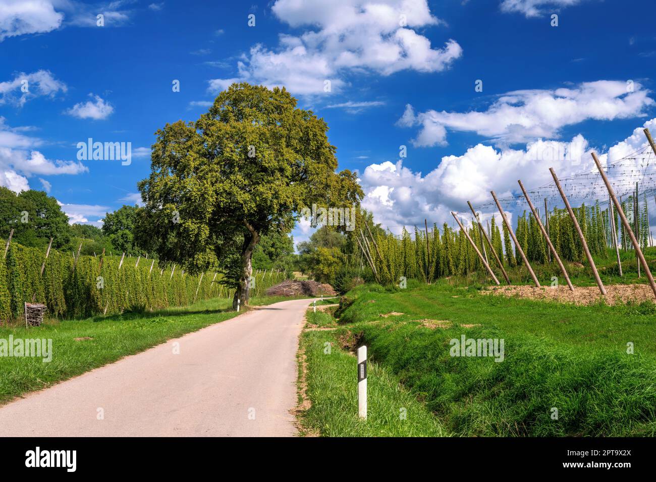 Growing hops in a hop garden in Bavaria, in an area called Hallertau ...