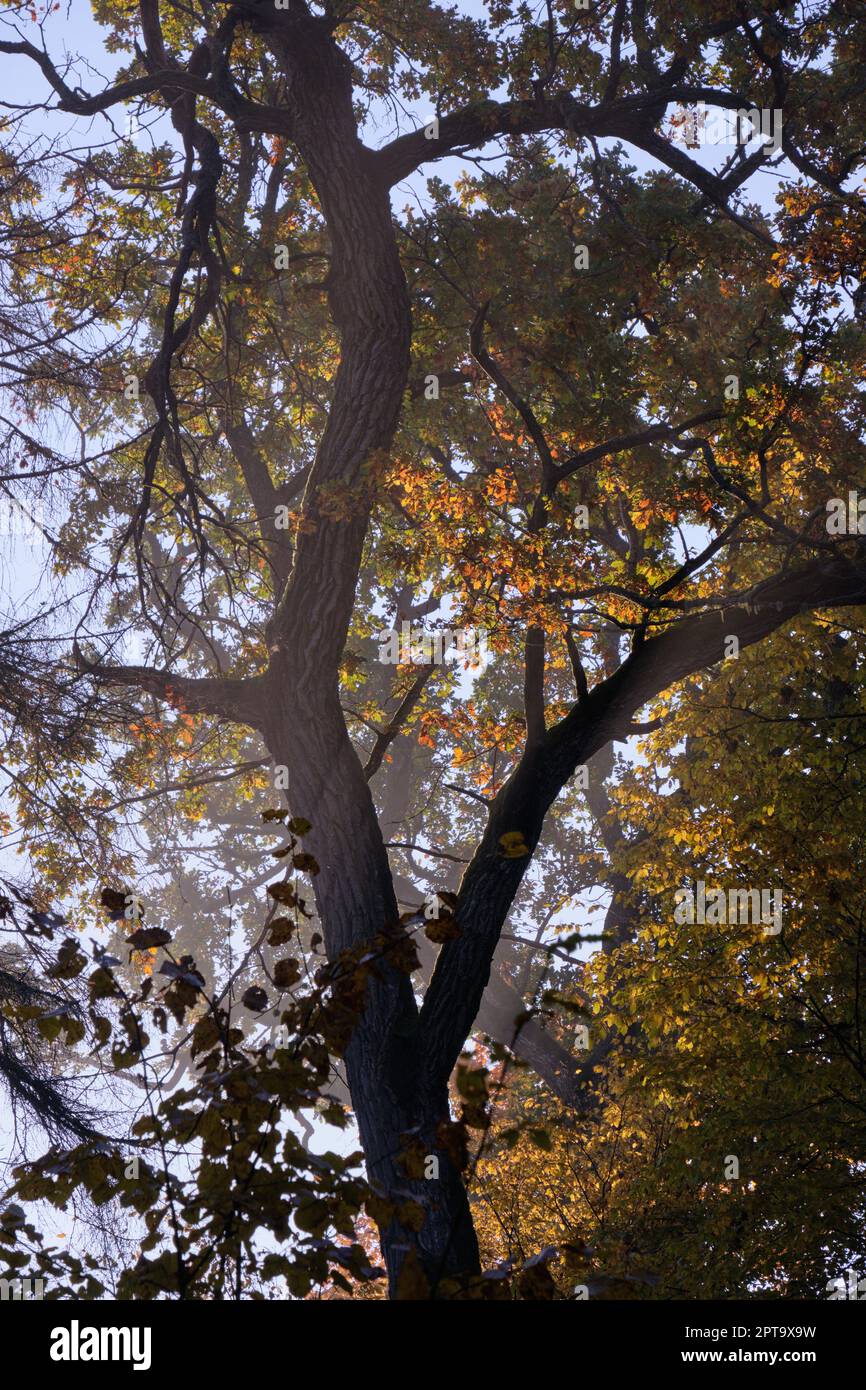 Old oak tree crown backlite in fall upwards, Bialowieza Forest, Poland ...