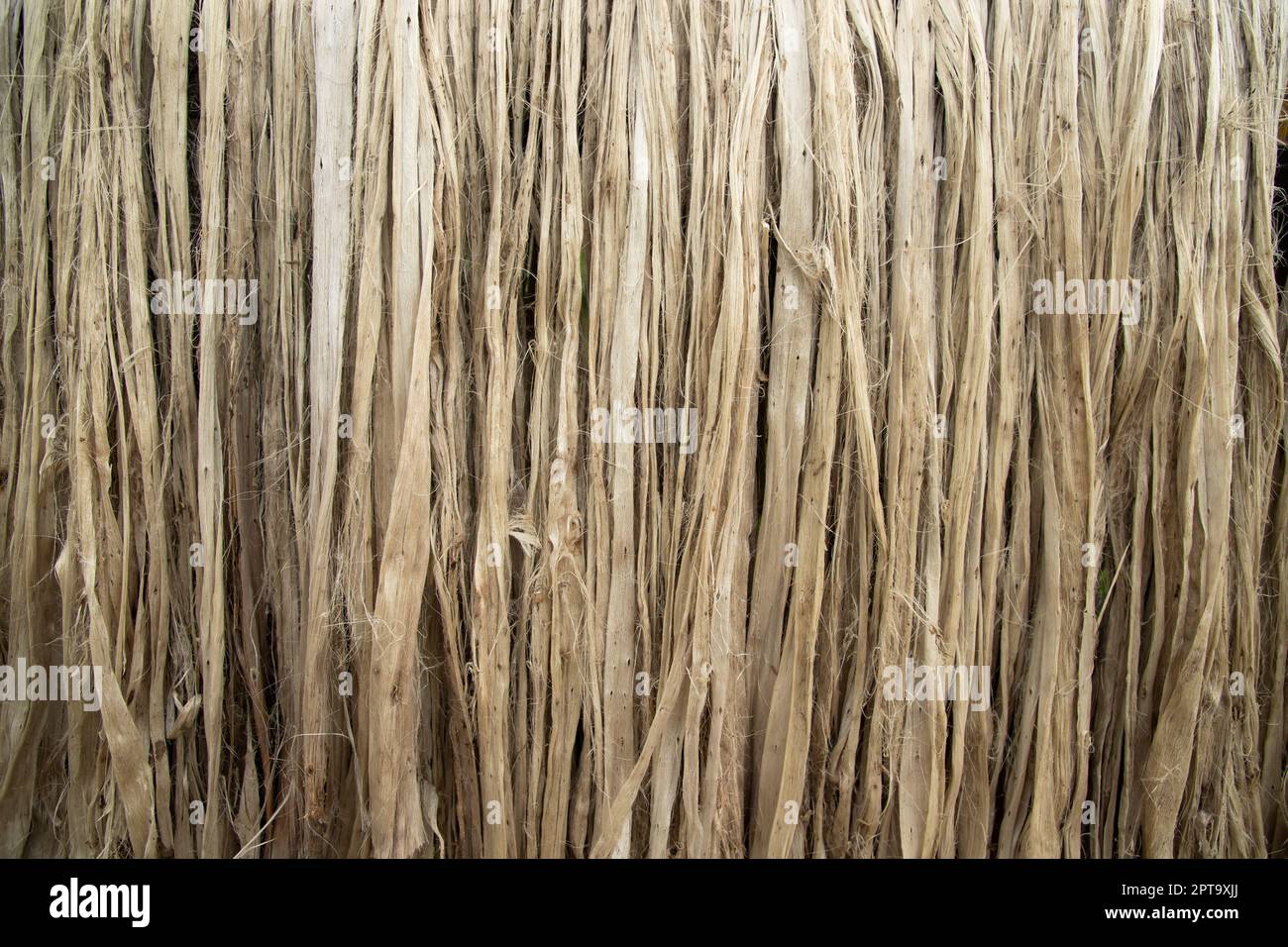 Closeup shot of raw jute fiber hanging under the sunlight for drying ...