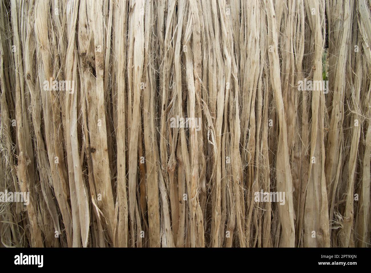 Closeup shot of raw jute fiber hanging under the sunlight for drying. Brown jute fiber texture ...