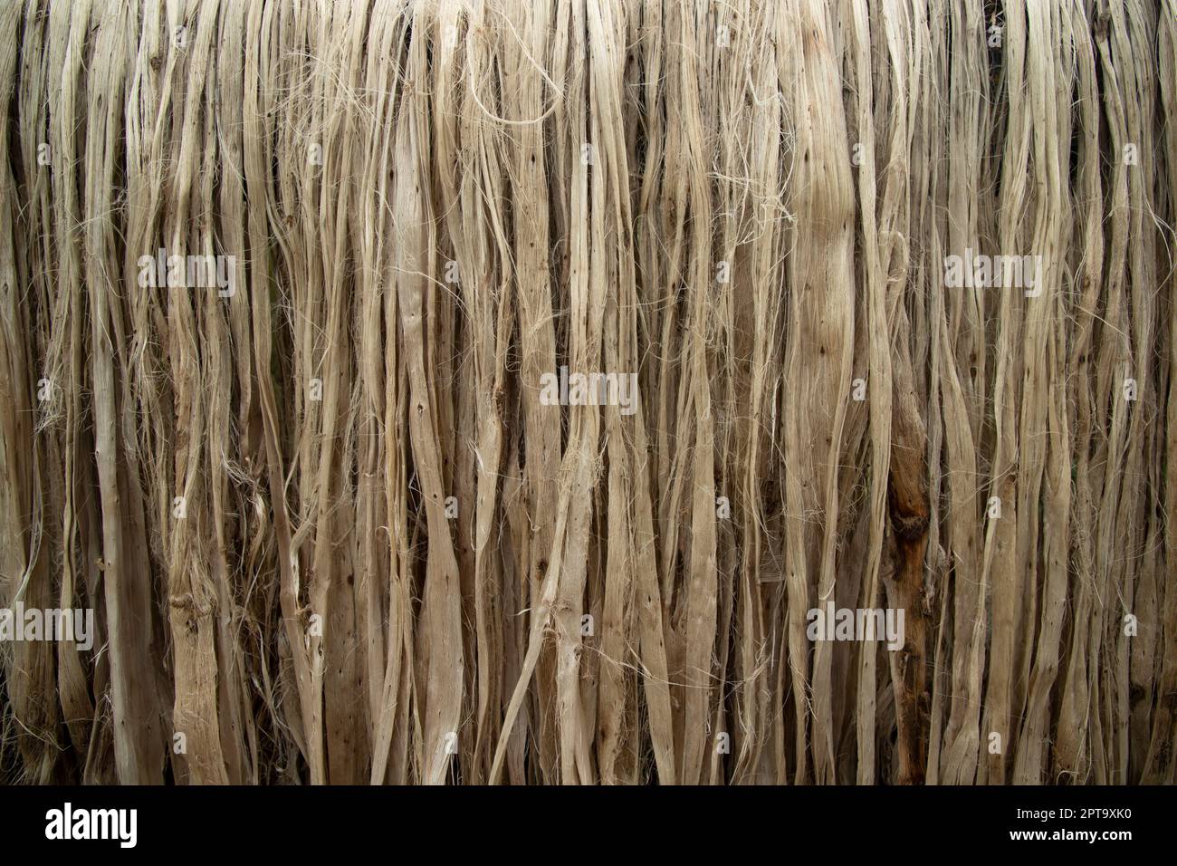 Closeup shot of raw jute fiber hanging under the sunlight for drying ...