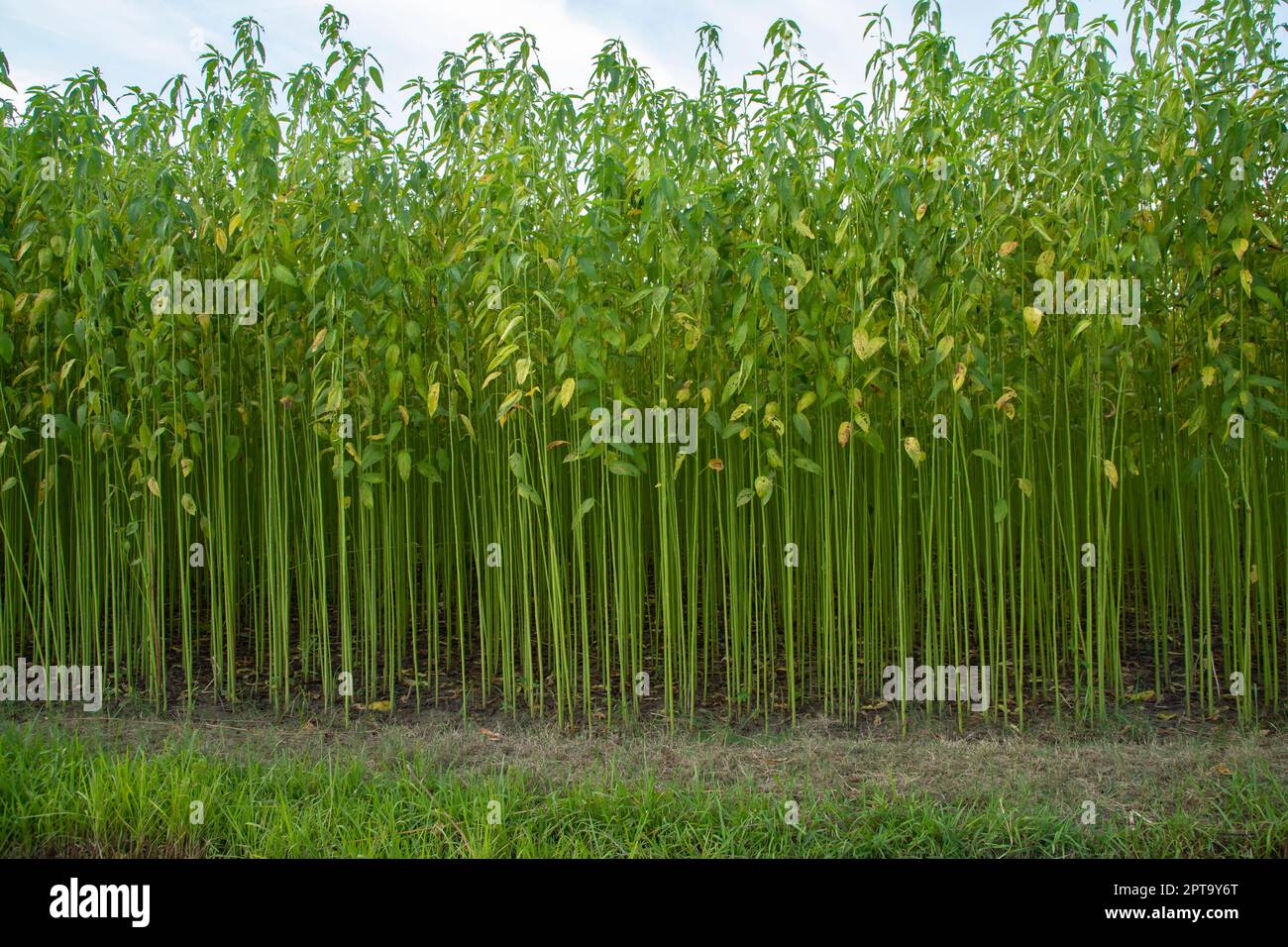 Green jute Plantation field. Raw Jute plant Texture background. This is ...