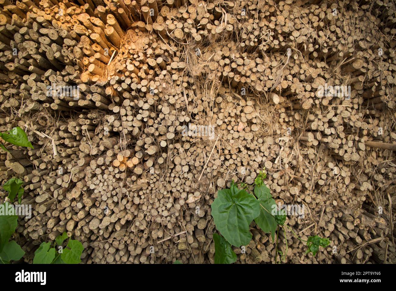 Rows and Rows of brown Jute Sticks Texture background of a field Stock ...