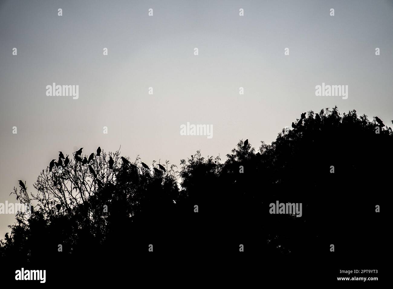 Crows flying at dusk. Shooting Location: Adachi-ku, Tokyo Stock Photo ...