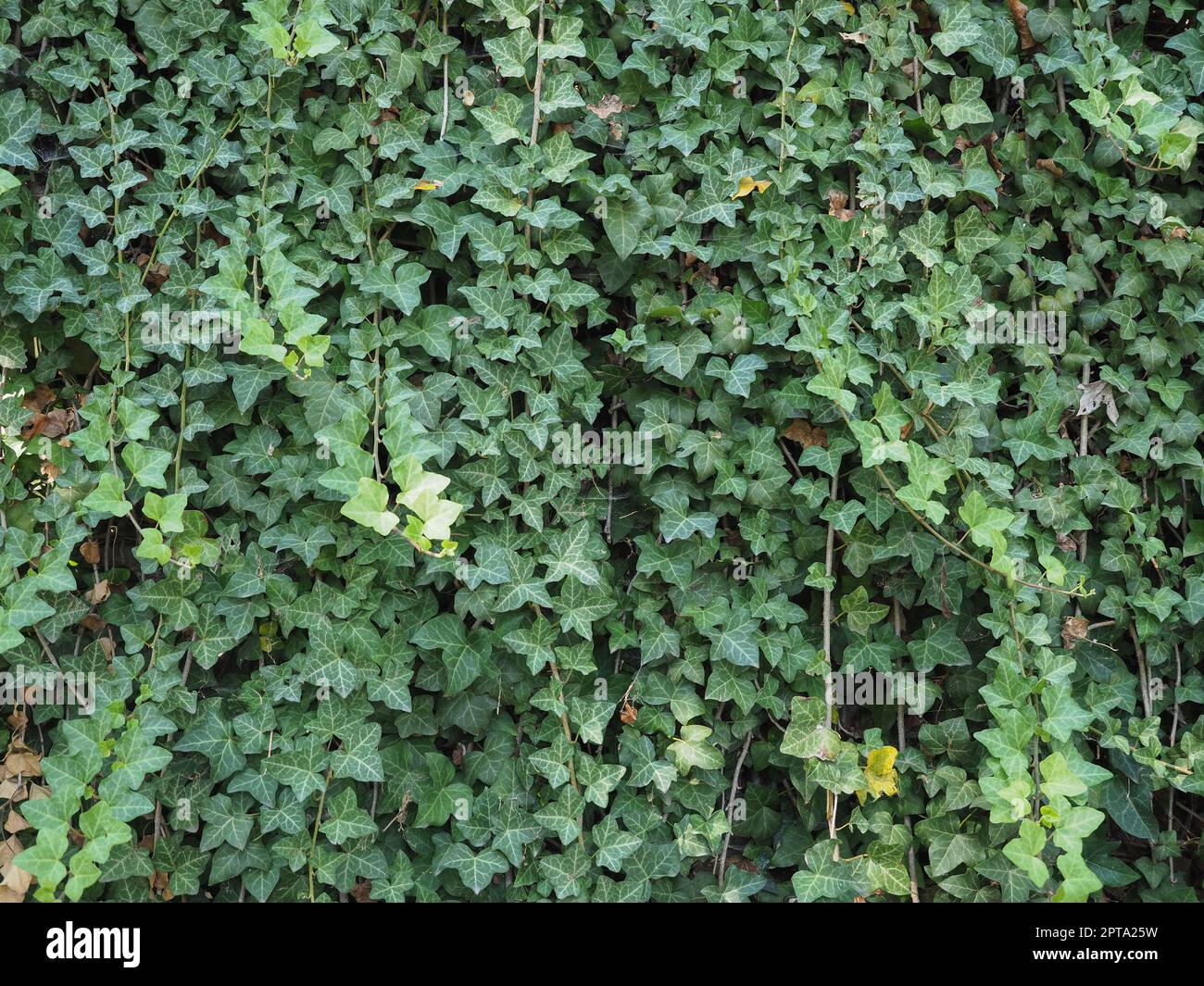 ivy scientific name Hedera plant useful as a background Stock Photo - Alamy