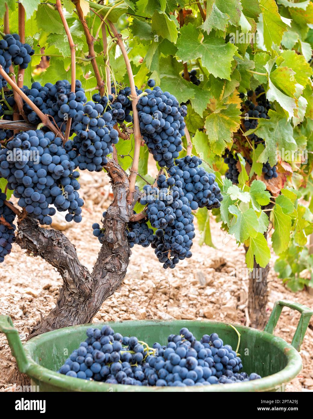 Cannonau grapes. Bunches of black grapes between the branches of the ...