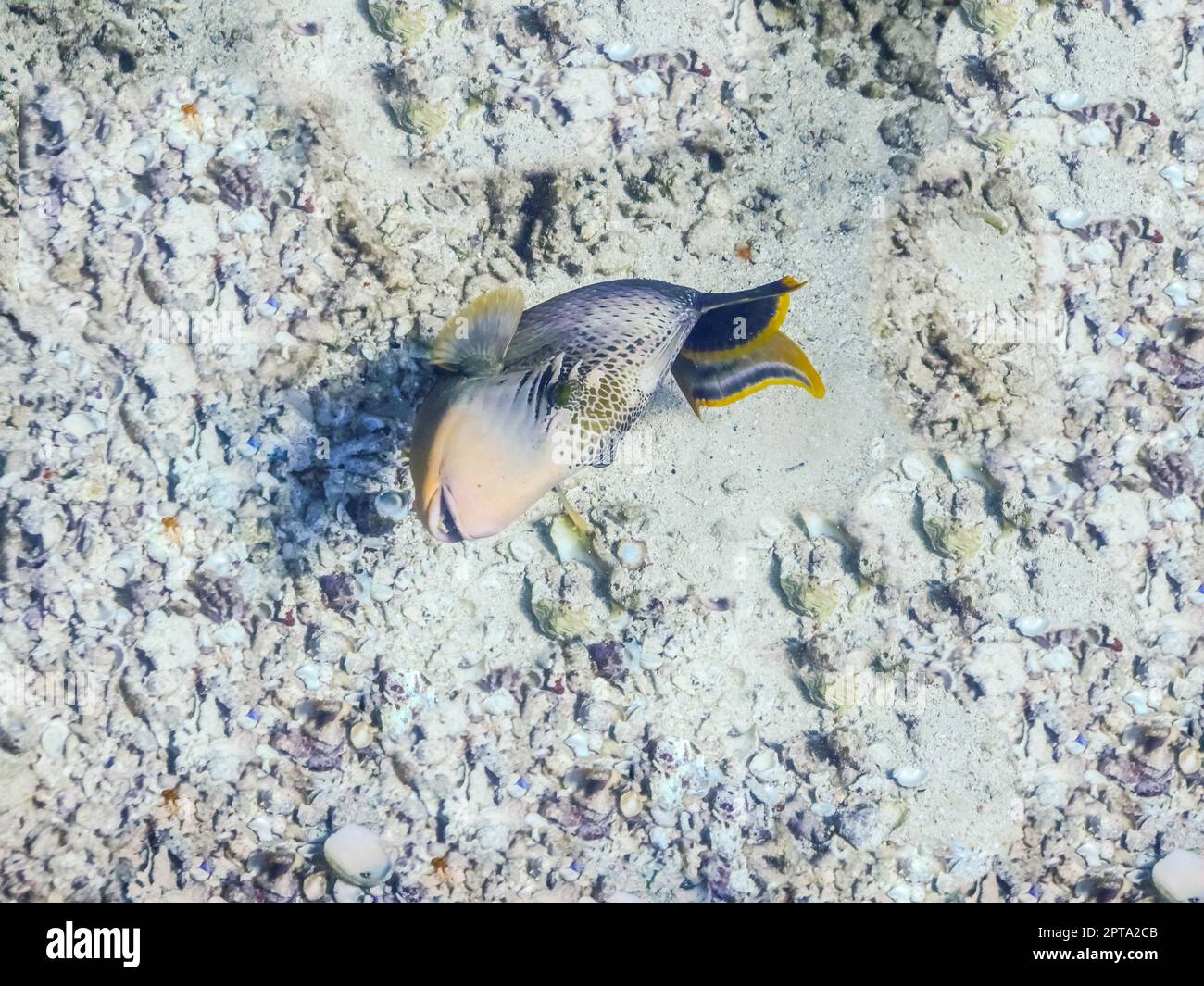 yellowmargin triggerfish at the gray seabed with many shells in egypt Stock Photo - Alamy