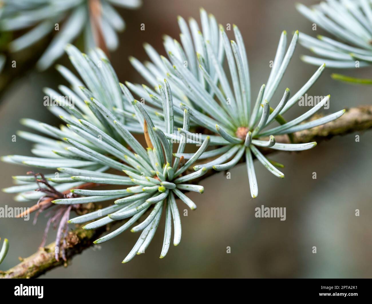 Closeup of the needles on a Blue Atlas cedar tree, Cedrus atlantica Glauca Stock Photo - Alamy