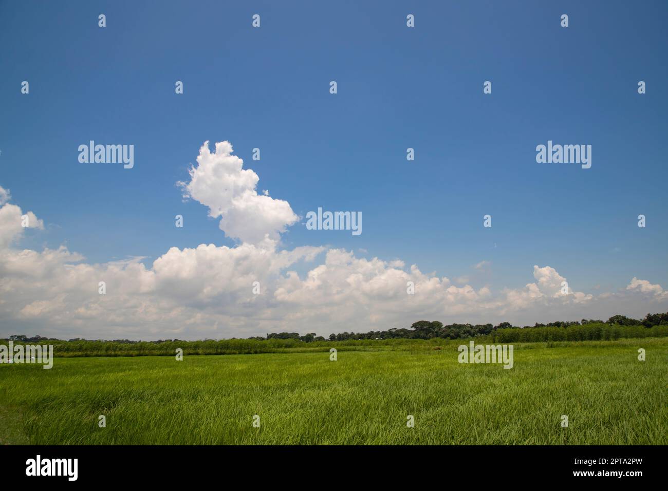 Blue skies over the rice fields hi-res stock photography and images - Alamy
