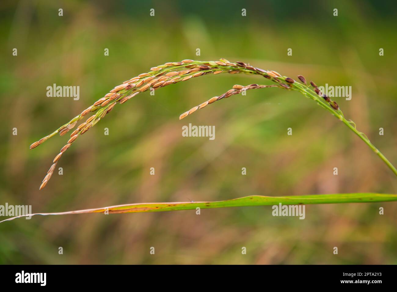 Ripe Golden Paddy rice spike with the blurry background Stock Photo - Alamy