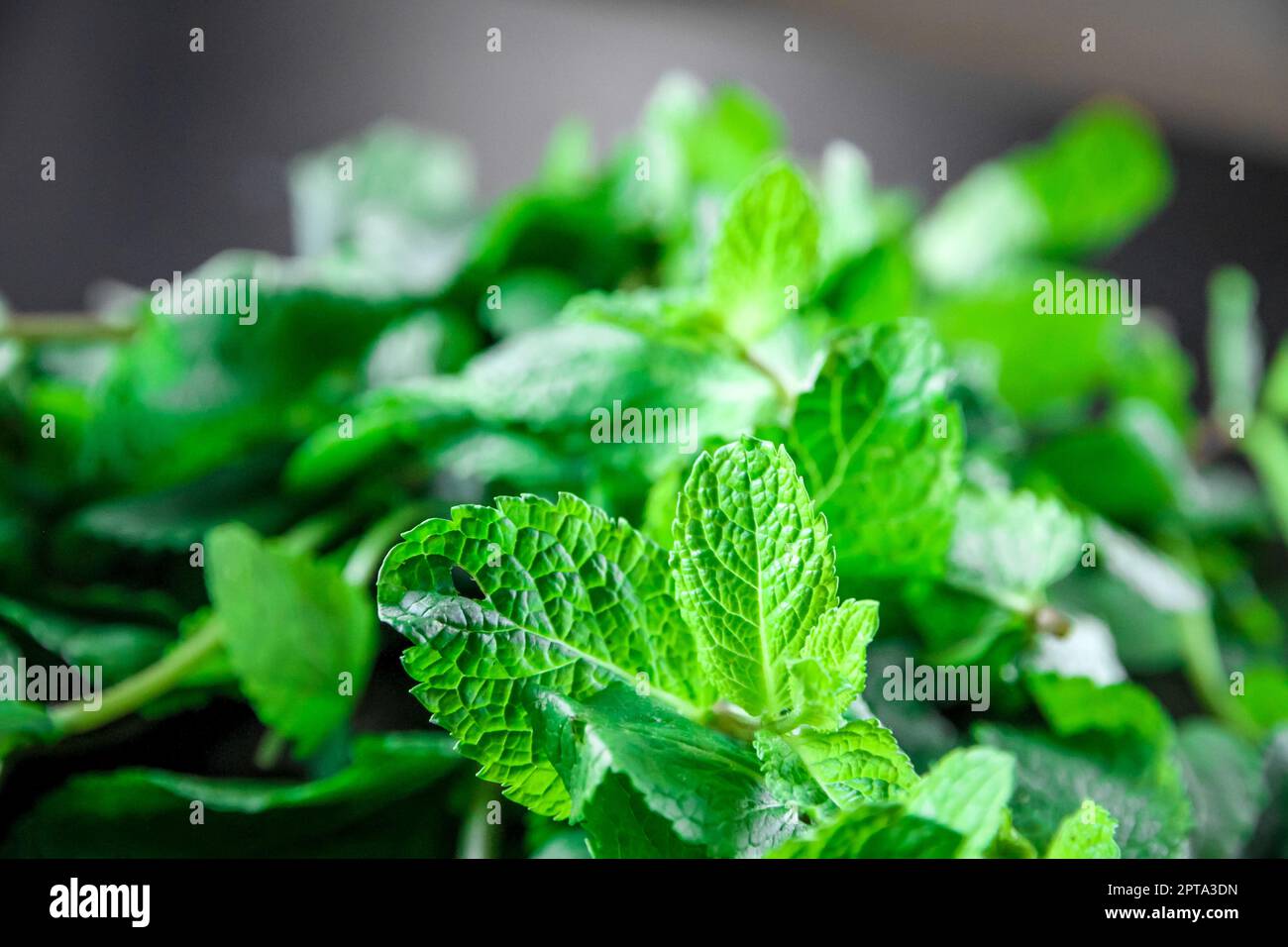 Bunch of fresh mint closeup view. Food background Stock Photo - Alamy