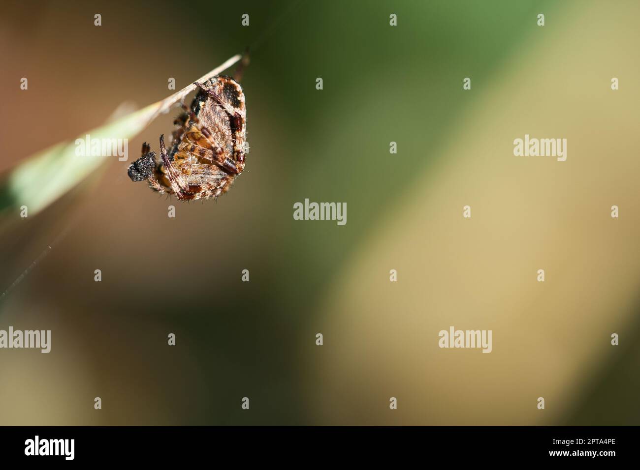 Cross spider huddled, with prey on a blade of grass. A useful hunter ...