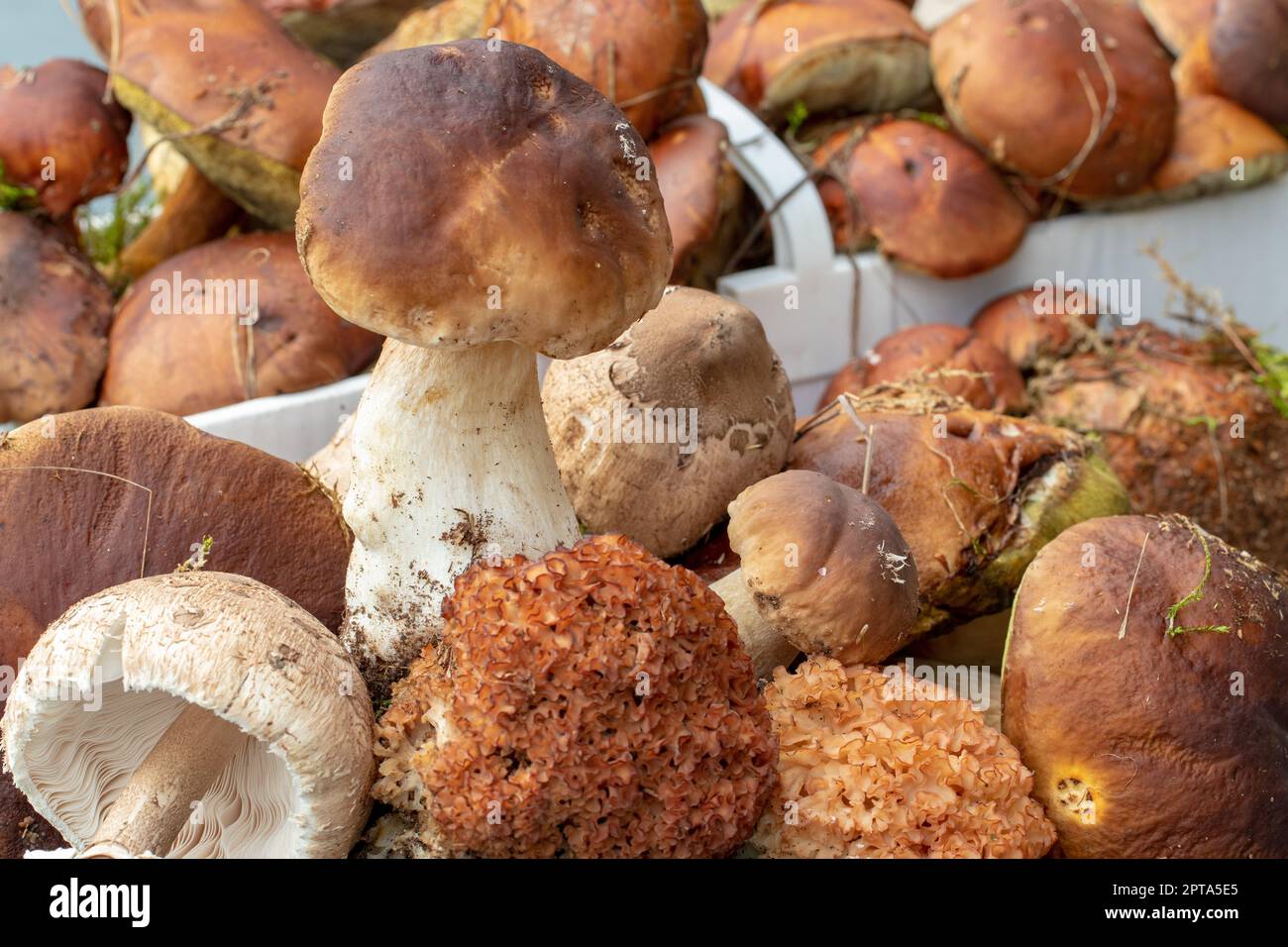 Edible forest mushrooms in autumn. Selective focus on different types ...