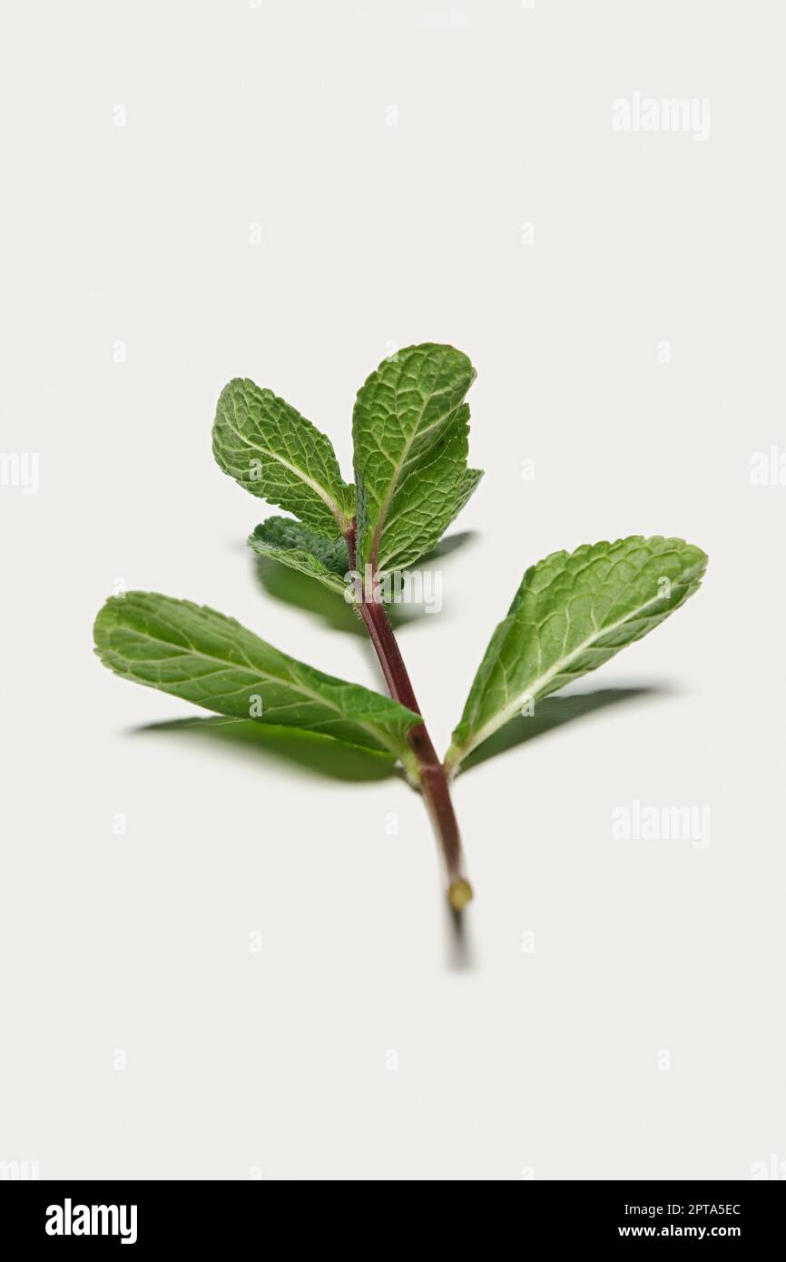 Branch of pepper mint isolated on white background Stock Photo - Alamy