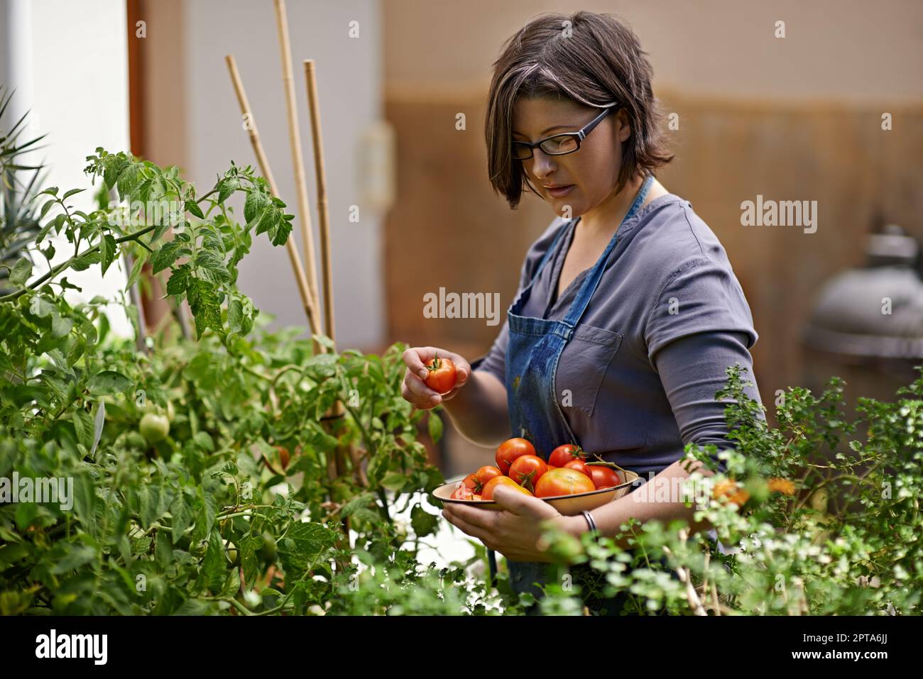 These are going to be delicious. A middle-aged woman picking home-grown tomatoes in her garden ...