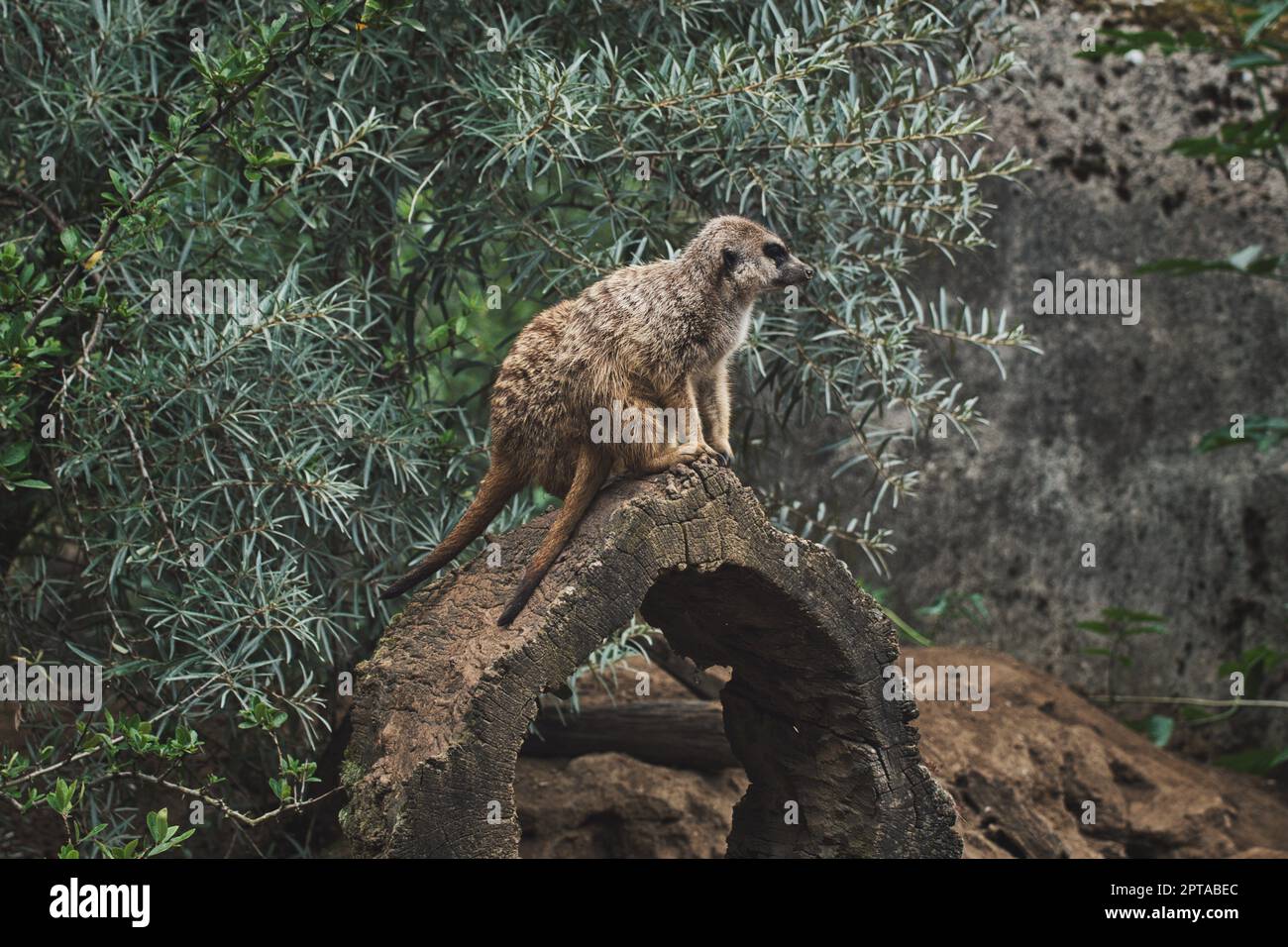 Meerkat sitting on large hi-res stock photography and images - Alamy