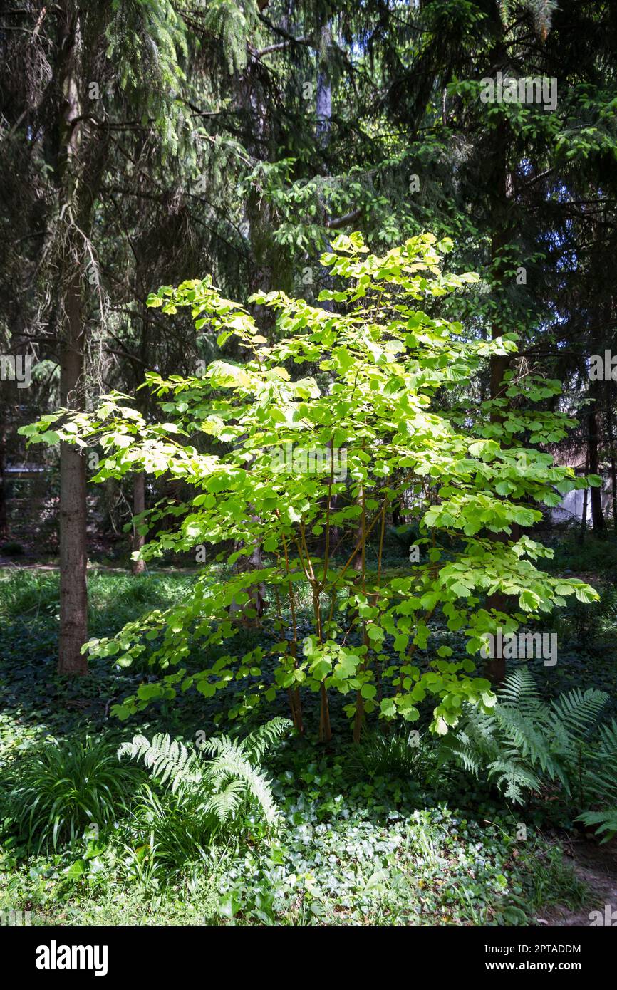 Small hazel tree in a forest. Sunny summer day Stock Photo - Alamy