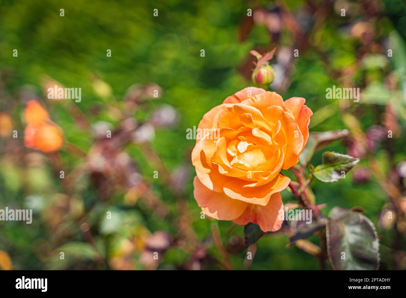 Selective focus on single orange rose head, Latin name Rosa rugosa ...