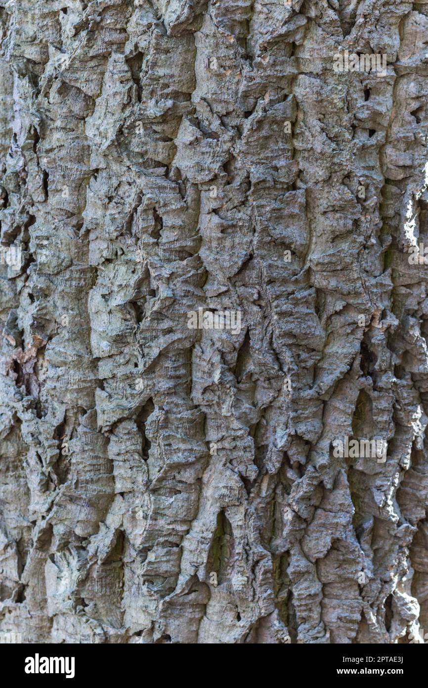 grey bark texture of Amur cork tree Stock Photo - Alamy