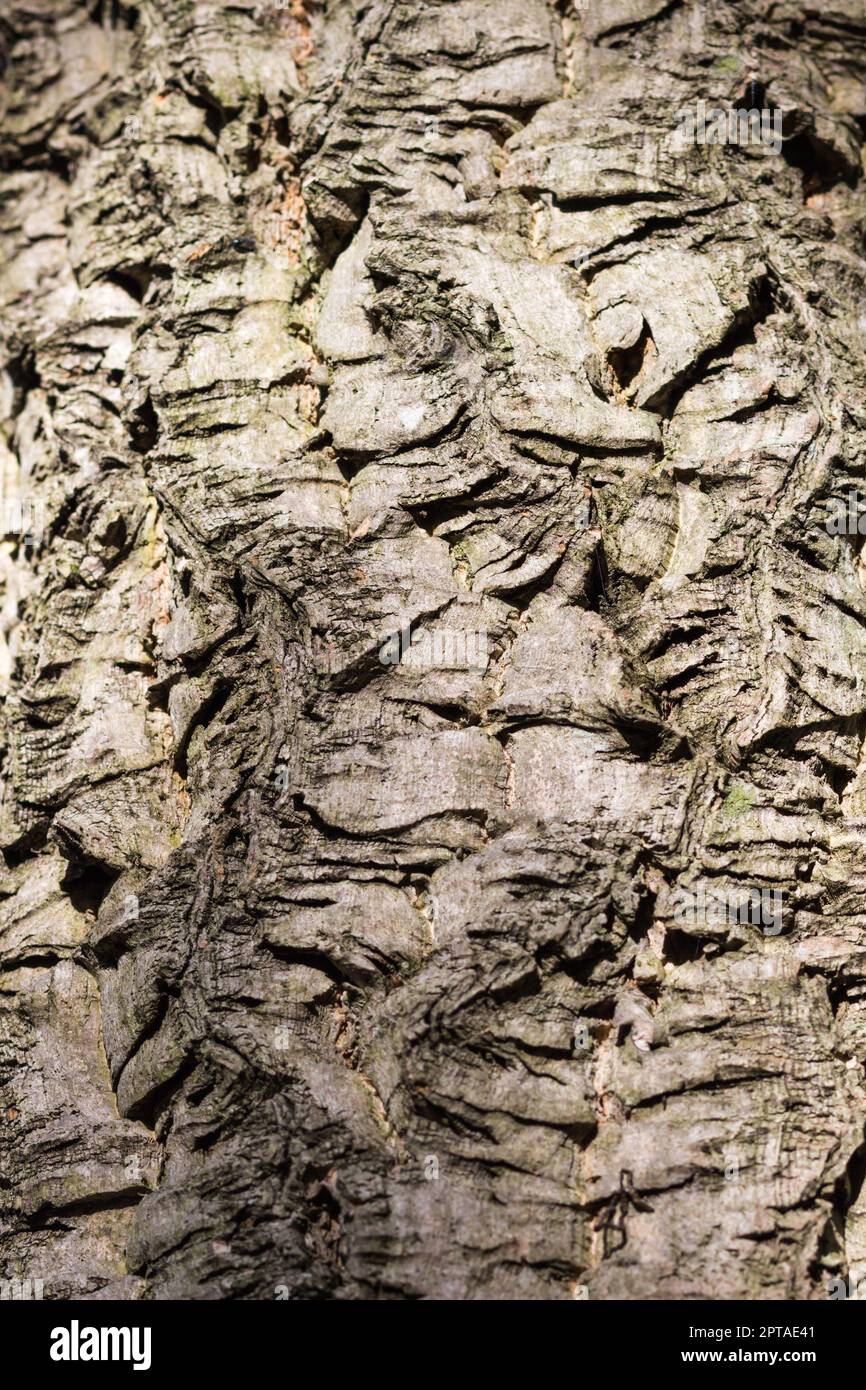 patterned bark texture of Amur cork tree Stock Photo - Alamy