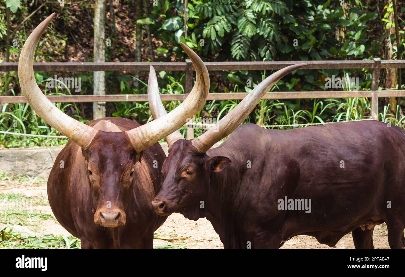 Two red African bulls in the zoo Stock Photo - Alamy