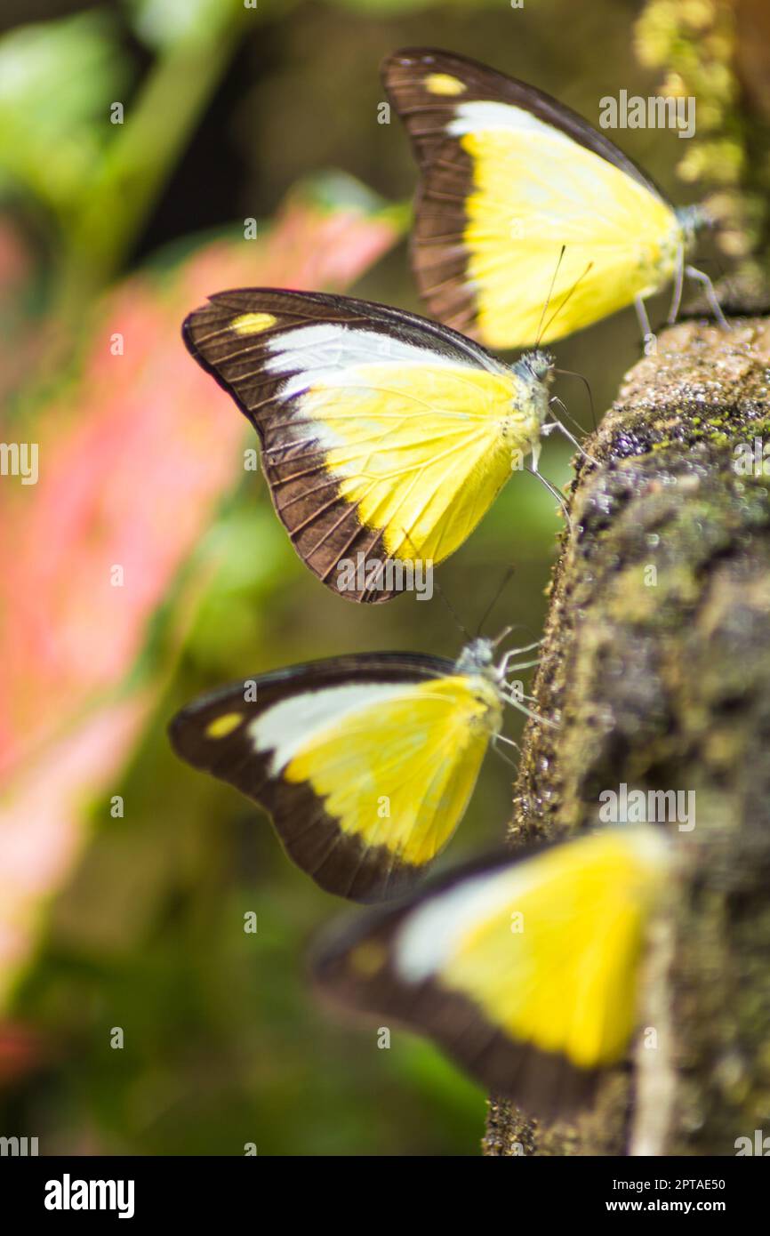 Four butterfly with yellow wings in the botanical garden Stock Photo ...
