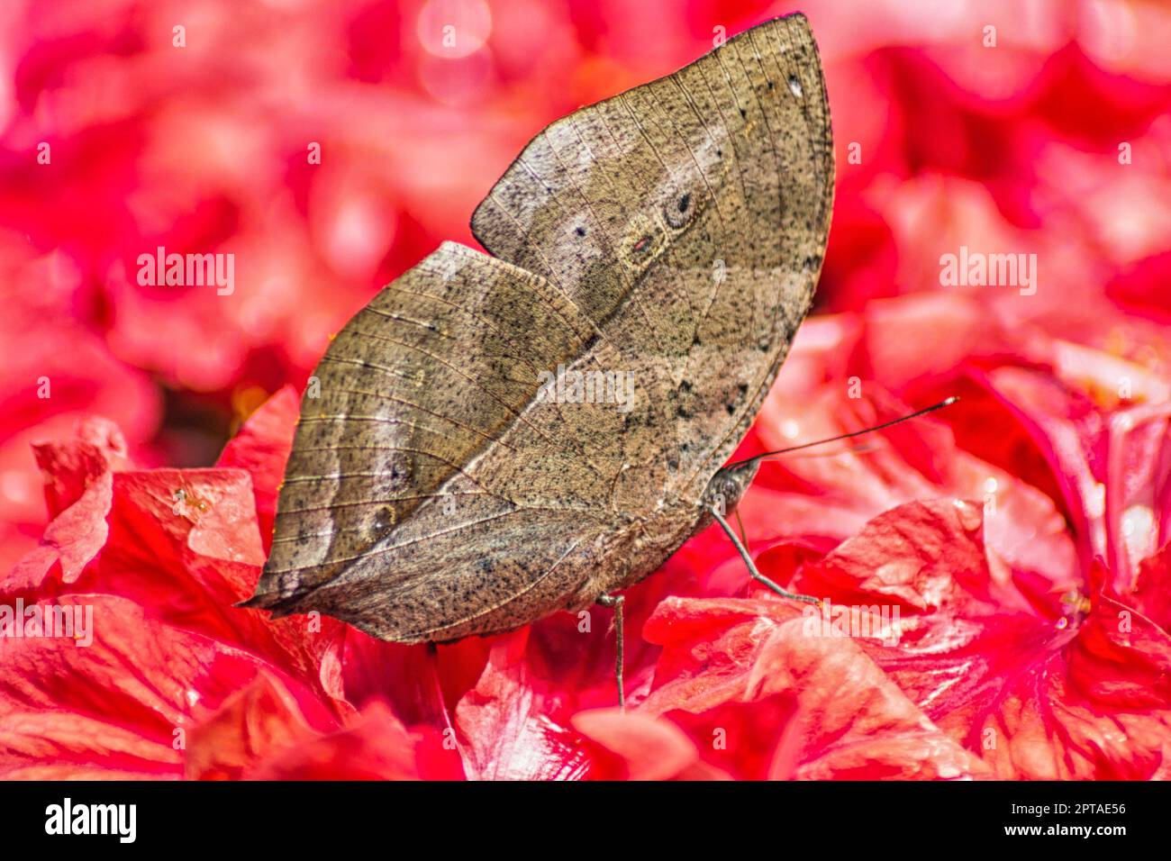butterfly mimics a leaf on a background of red flowers Stock Photo - Alamy
