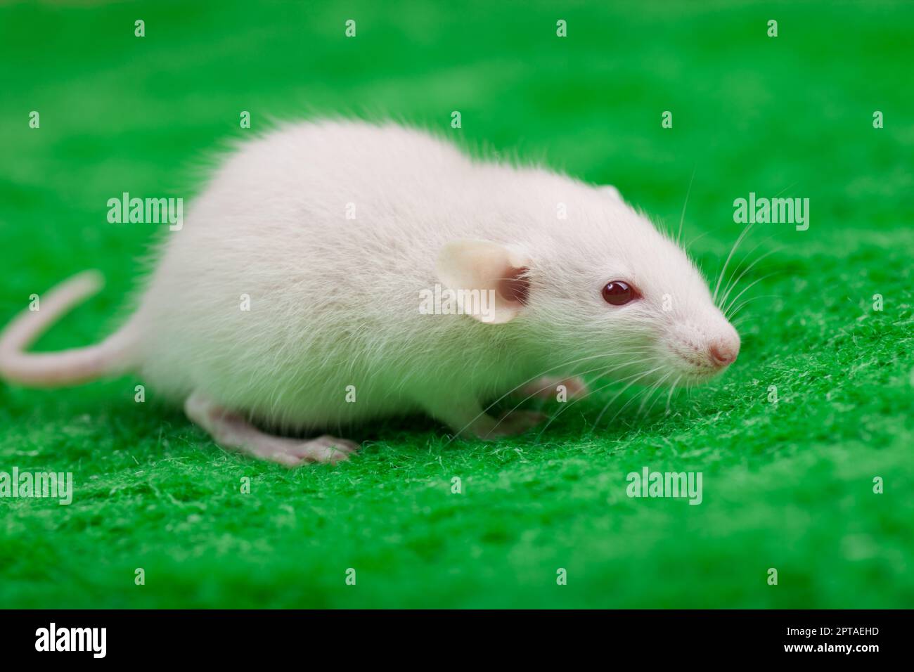 Mustache mouse nature hi-res stock photography and images - Alamy