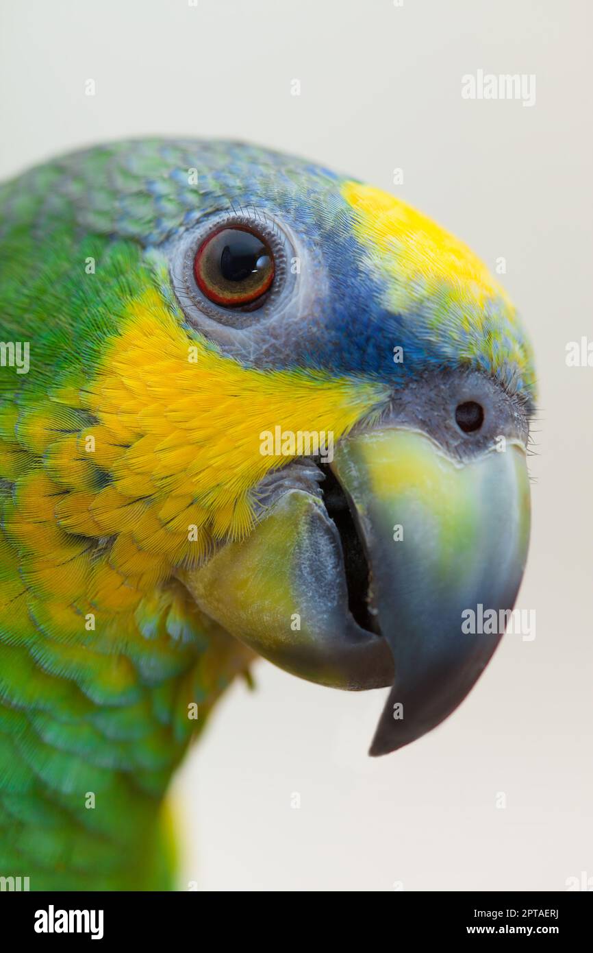Leg green parrot close hi-res stock photography and images - Alamy