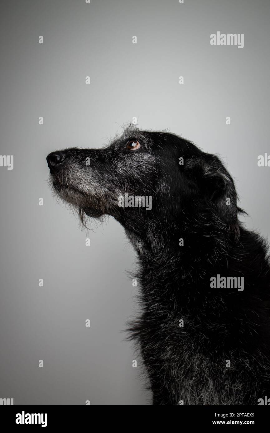 Black dog portrait - fading memory of an awesome friend Stock Photo - Alamy