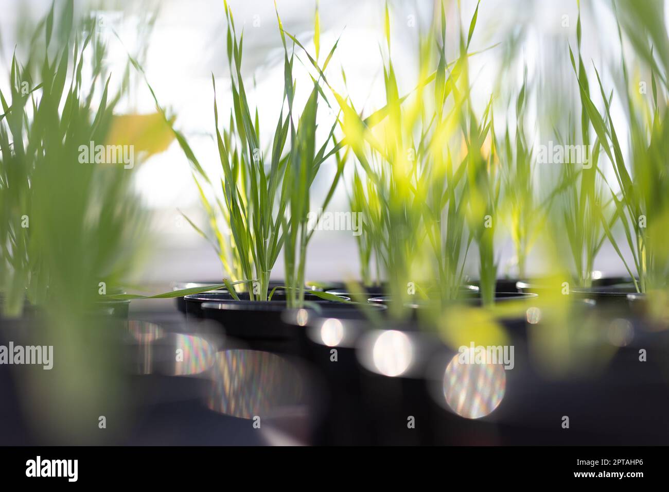 Genetic modification GMO. Young green barley growing in a research ...