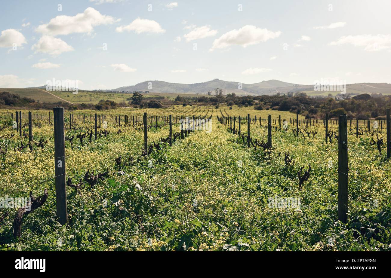 Luscious plants hi-res stock photography and images - Alamy