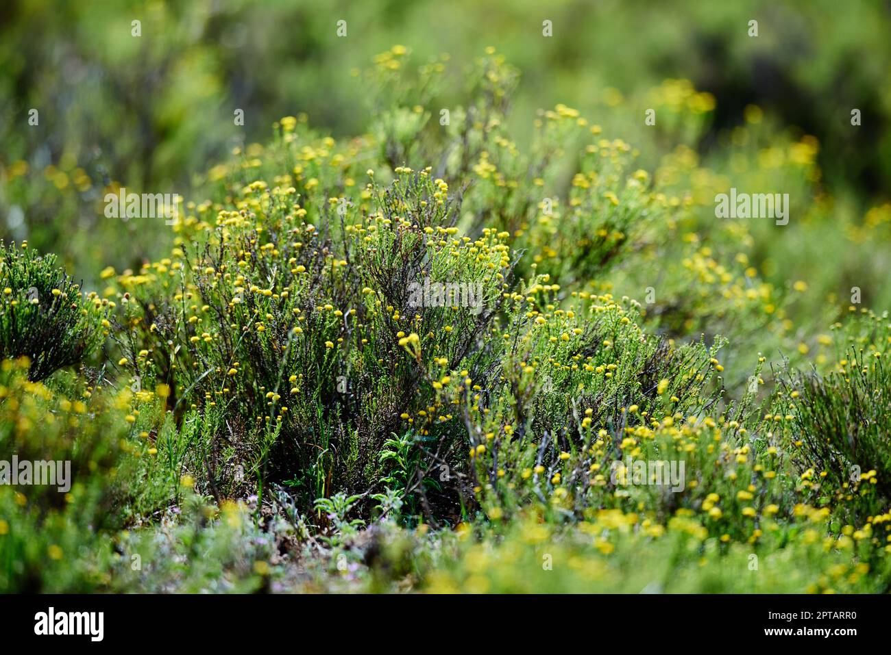 What Are The Different Kinds Of Vegetation Growing In Africa at Joan ...