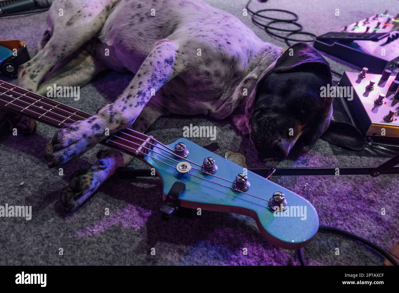 Dog with electric rock guitar Stock Photo - Alamy