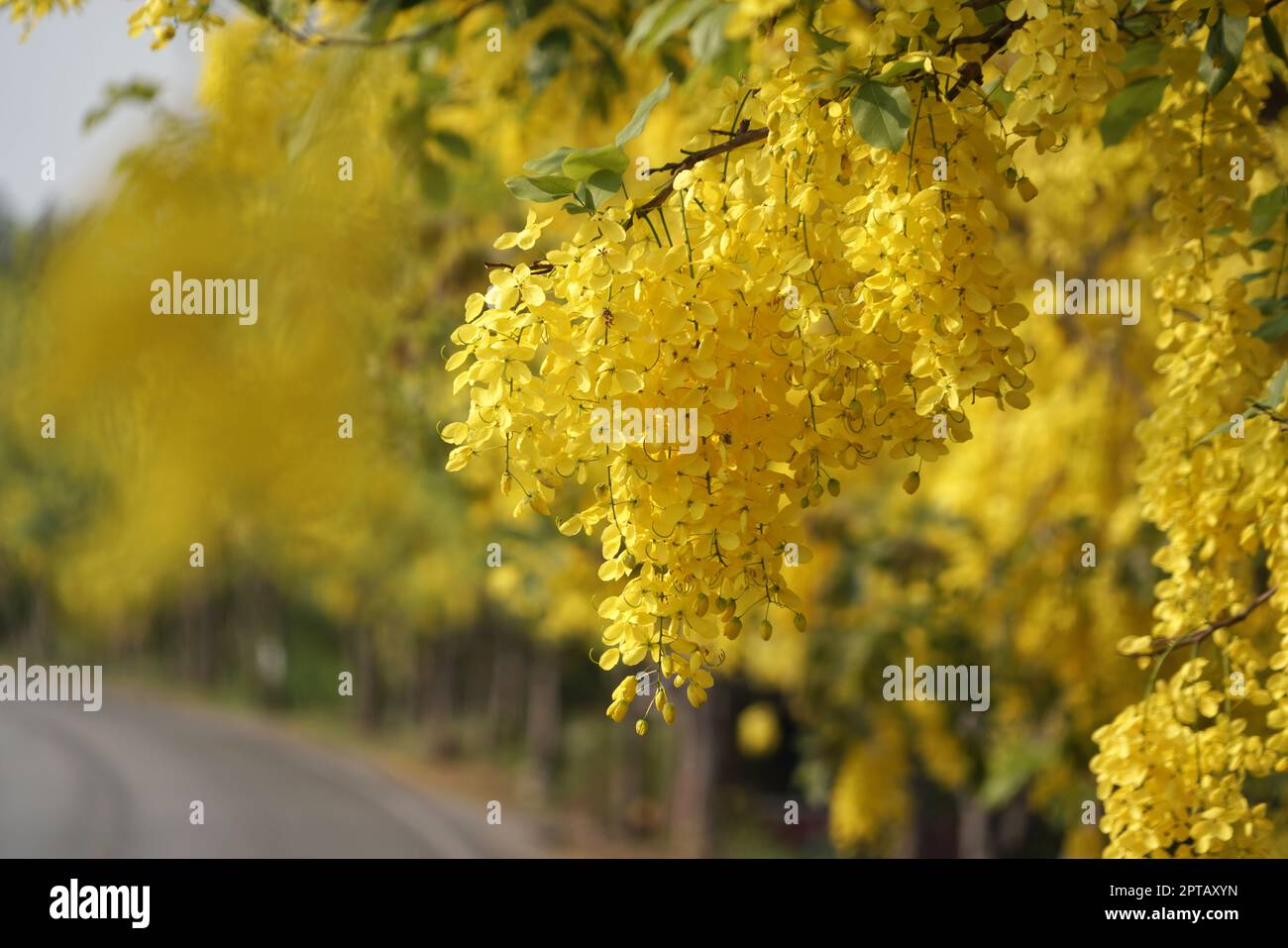 Golden shower Tree, Cassia Fistula or Pudding-pine Tree for Nature Background in Thailand and ...