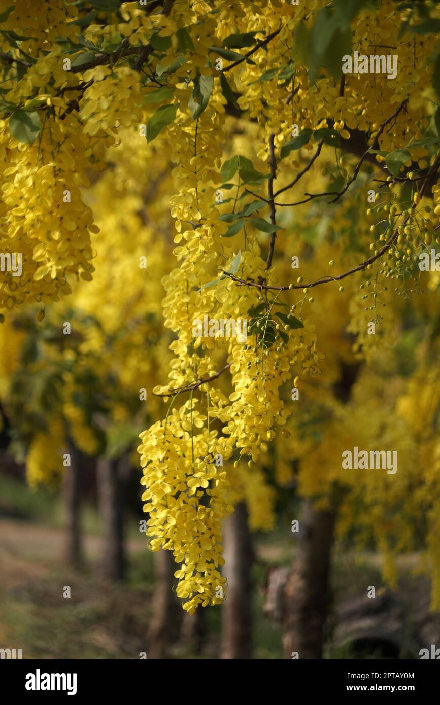 Golden shower Tree, Cassia Fistula or Pudding-pine Tree for Nature Background in Thailand and ...
