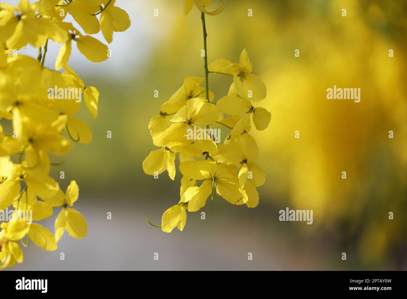 Golden shower Tree, Cassia Fistula or Pudding-pine Tree for Nature Background in Thailand and ...
