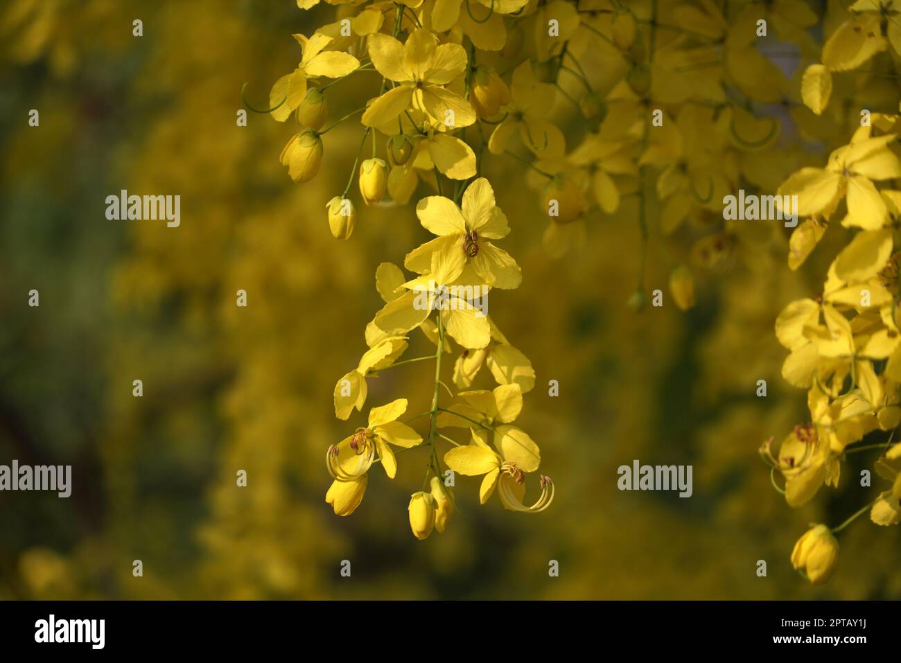 Golden shower Tree, Cassia Fistula or Pudding-pine Tree for Nature Background in Thailand and ...