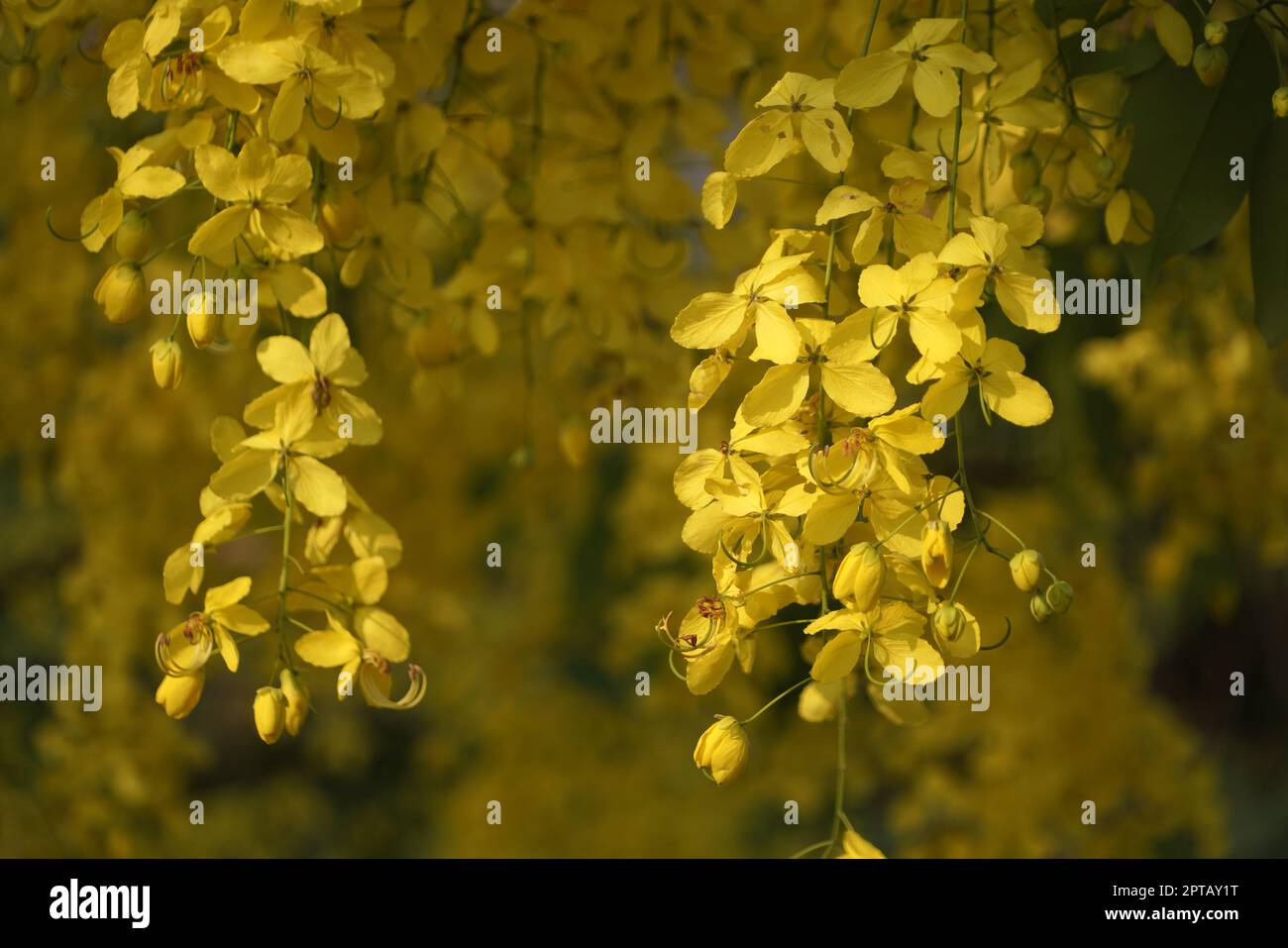 Golden shower Tree, Cassia Fistula or Pudding-pine Tree for Nature Background in Thailand and ...