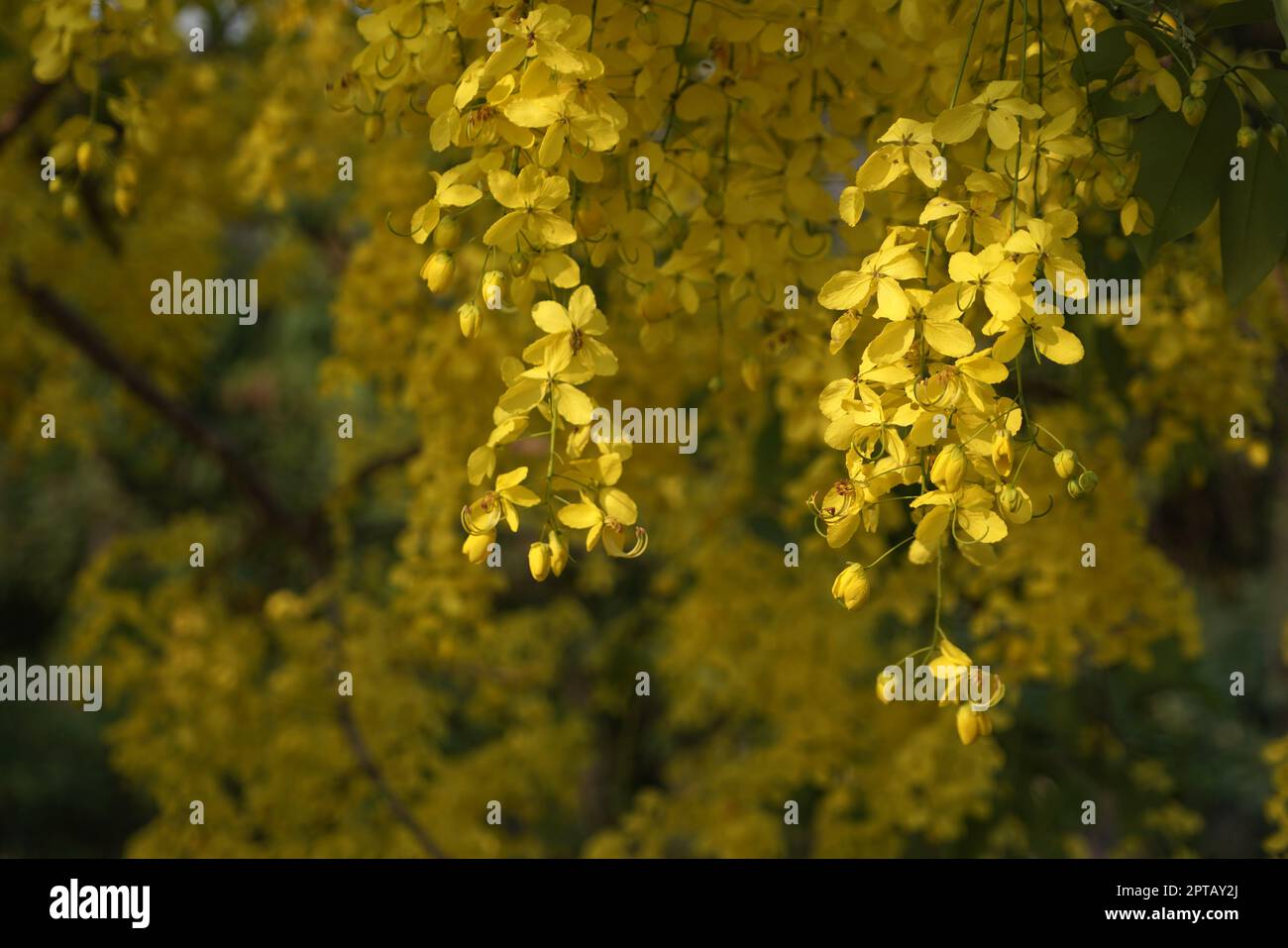 Golden shower Tree, Cassia Fistula or Pudding-pine Tree for Nature Background in Thailand and ...