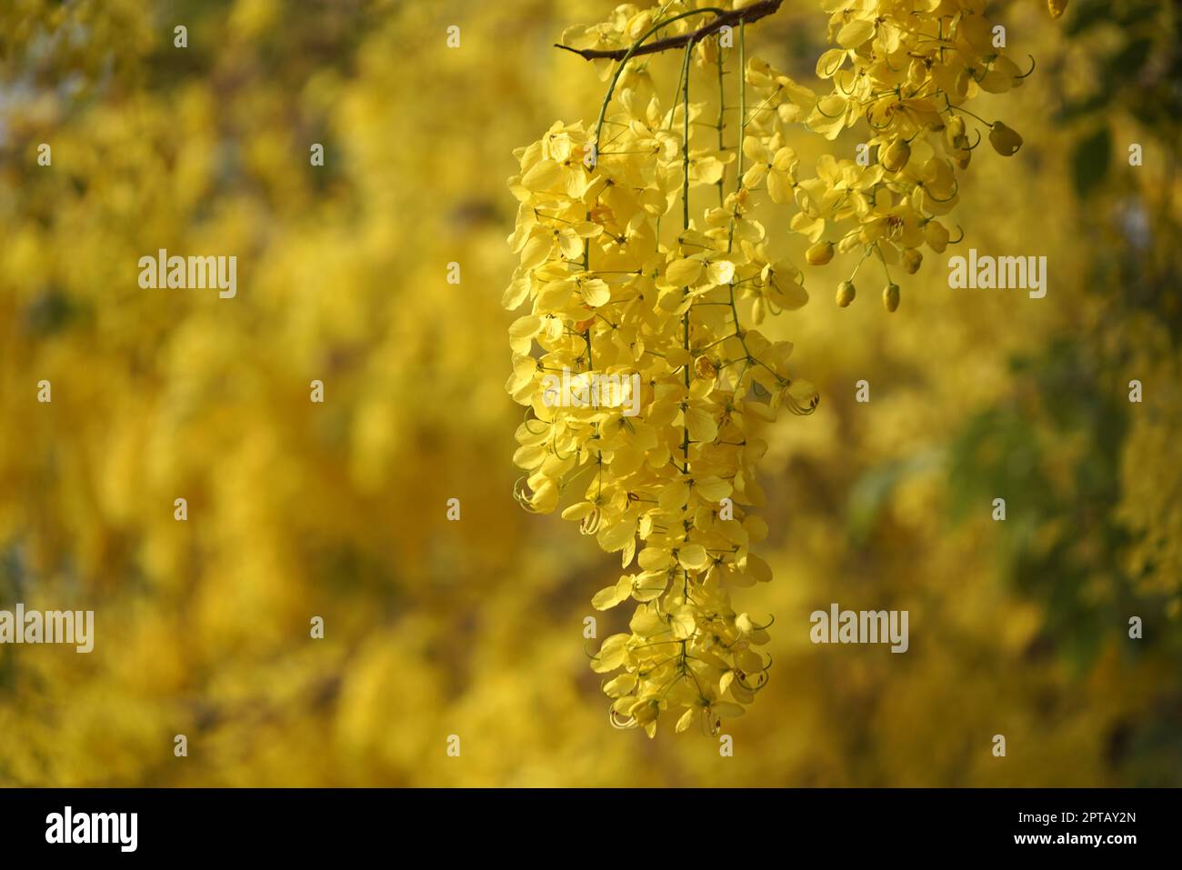 Golden shower Tree, Cassia Fistula or Pudding-pine Tree for Nature Background in Thailand and ...