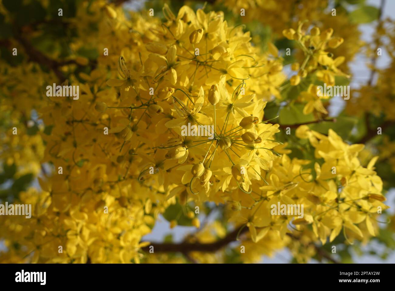 Golden shower Tree, Cassia Fistula or Pudding-pine Tree for Nature Background in Thailand and ...