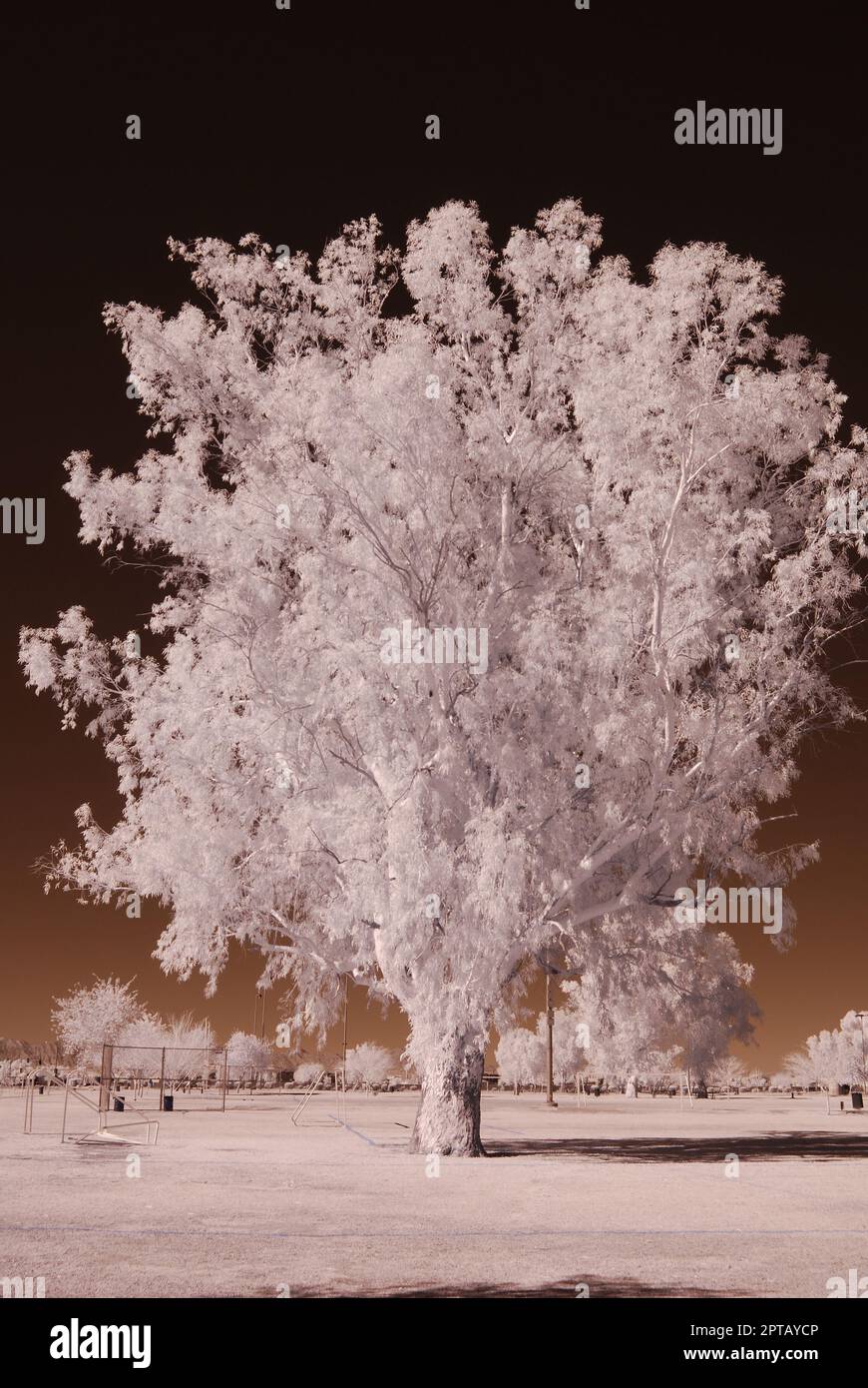 Color Infrared tree at on a soccer field Stock Photo - Alamy